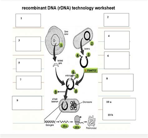 Recombinant Dna Technology Worksheet Printable Pdf Template