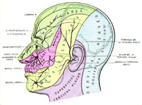 Dermátomos Sensitivos Da Cabeça E Pescoço 16 Download Scientific Diagram
