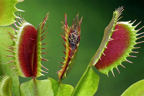 Tips For Growing Venus Flytraps Outdoors Gardeners Path