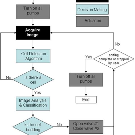 Schematics Of The Cell Sorter A In Forward Sorting Mode The Budding