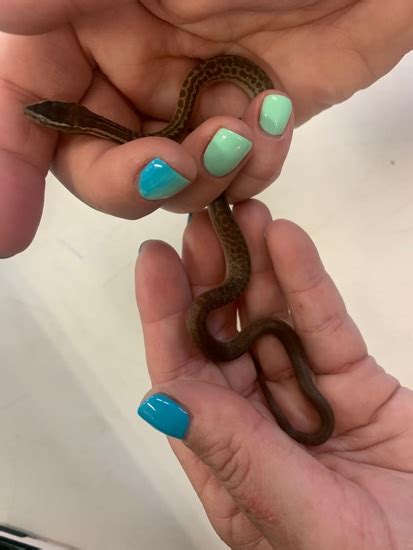 African Cape House Snake By Cnb Reptile