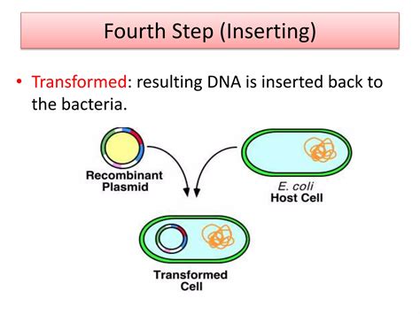 Insulin Production By Genetic Engineering Pptx