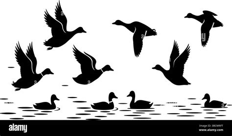 Flying Ducks Silhouette In Water Stock Vector Image And Art Alamy