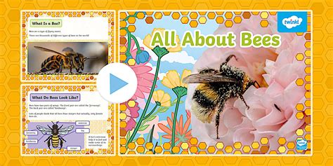 Bee Powerpoint I Twinkl Canada Resources Teacher Made