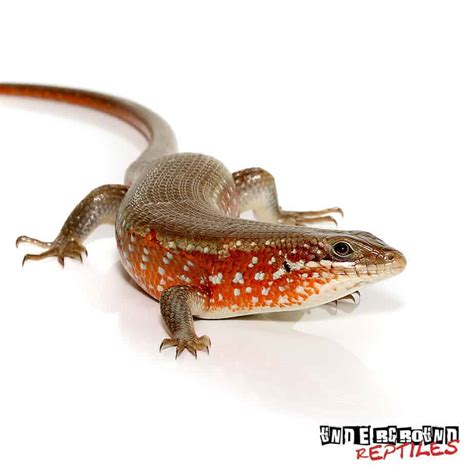Red Sided Skink Underground Reptiles
