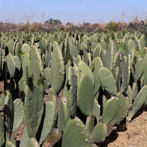 ¡y El Nopal Ingreso En La Dieta Simbólica Y Real De Los Mexicanos