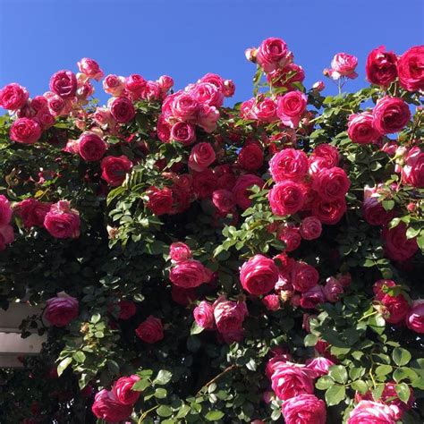 Rosa Eden Climber® Pretty In Pink Margaret Mae Climbing Rose Garden