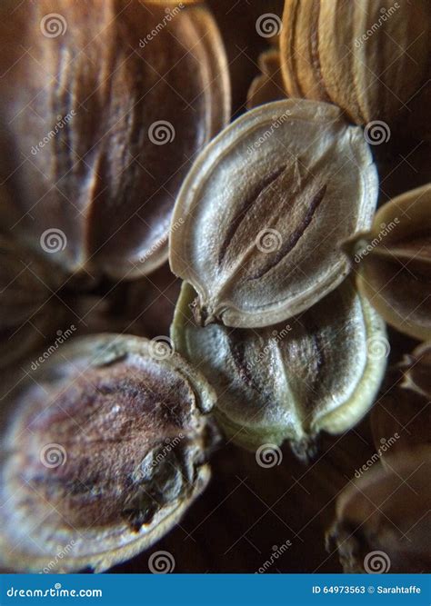 Parsnip Seeds Stock Image Image Of Seeds Allotment