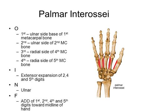掌側骨間肌 Palmar Interossei Muscle 職能治療陪你居家復健