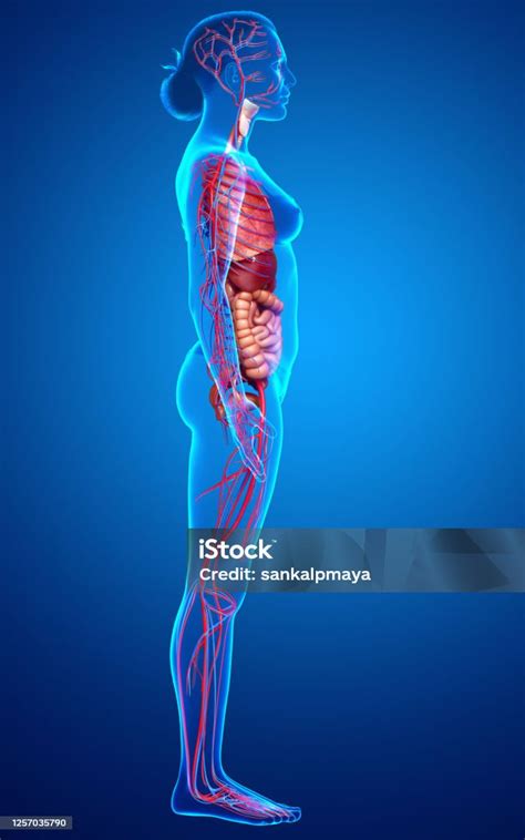 여성 순환 계통 및 내부 장기의 의학적으로 정확한 그림을 3d 렌더링 0명에 대한 스톡 사진 및 기타 이미지 0명 3차원