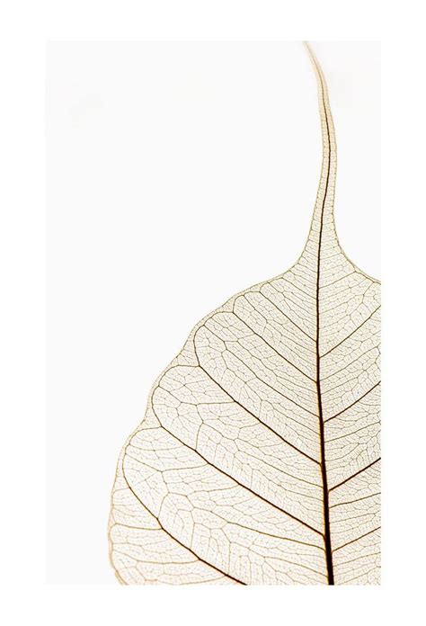 Translucent Leaf Customizable Wall Art Meaningful Tattoos Translucent