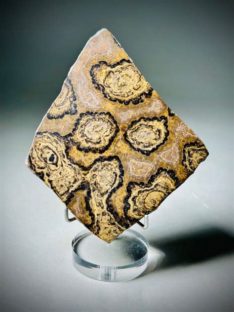 Oldest Fossil On Earth Dated ~1 1 Billion Years Old Fossil Matrix