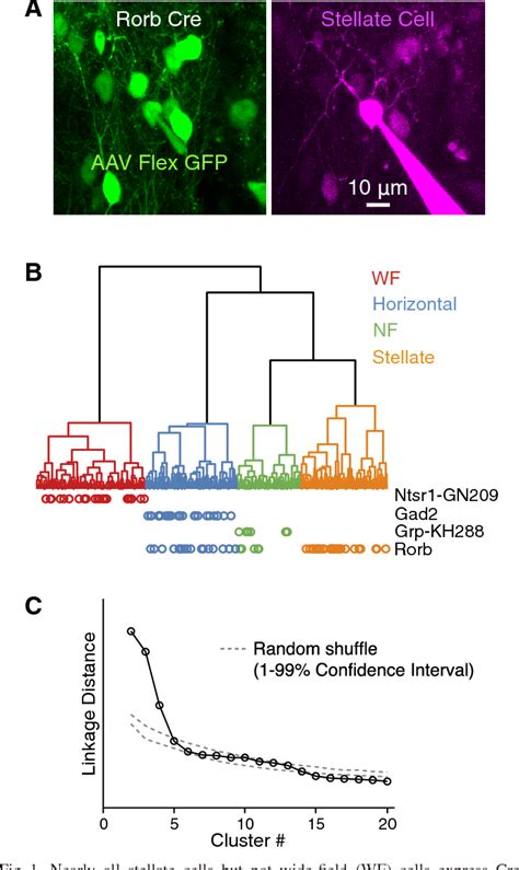 Figure 1 From Distinct Cell Types In The Superficial Superior
