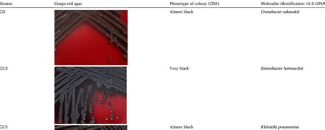 Phenotypic Characterization Of Cronobacter Sakazakii G5 Enterobacter