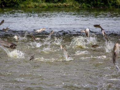 Columbia River Fish And Wildlife Conservation Office Us Fish