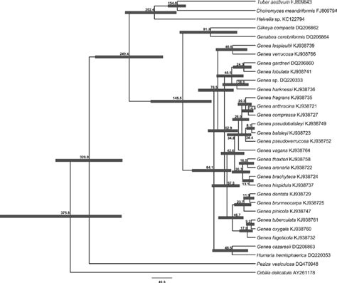 divergence time chronogram of genea and related genera both mean of