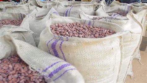Government Introduces New Electronic Cocoa Weighing Scale Myjoyonline
