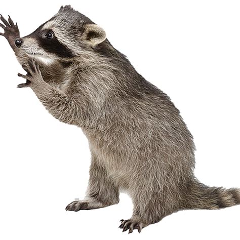 Raccoon Image Art Visual Png