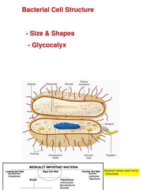 Bacteria Cell Structure