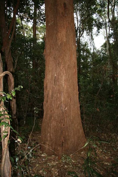 Eucalyptus Microcorys Tallow Wood