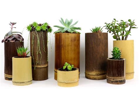 Bamboo Planter Eccl Craft Hub