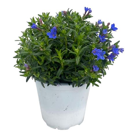 Lithodora Diffusa — Plant Wholesale Floraccess