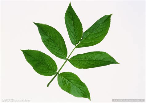 树叶摄影图 自然风景 自然景观 摄影图库 昵图网