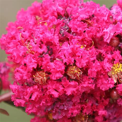 Lagerstroemia Indica Fuchsia Dete Indian Lilac Floraria Secret Garden Sg