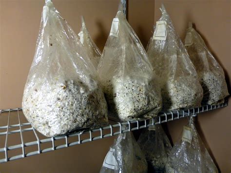 Fully Colonized Bags Of B Ready To Spawn To Tubs R Magicmushrooms