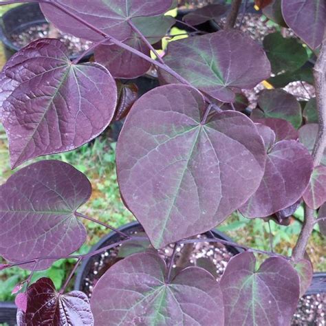 Ruby Falls Weeping Redbud Redbud Tree Leaf Coloring How To Grow Taller