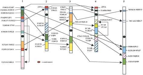 Schematic Representation Of All Identified Duplications Throughout The