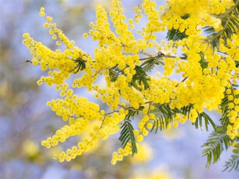 Mimosa Tree Varieties The Most Beautiful Acacia Species
