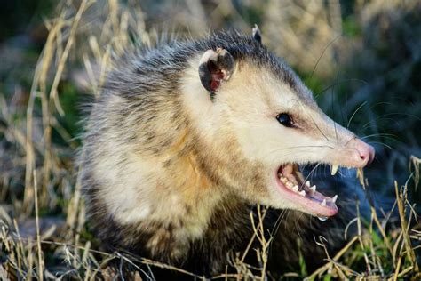 What Do Possums Eat And Are They Dangerous