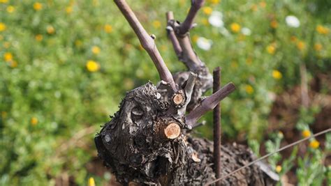 Cane Pruning In Pictures