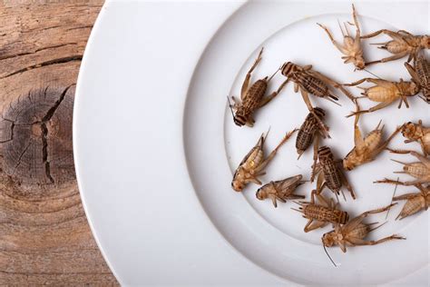 Crickets Food Place At Joyce Burton Blog