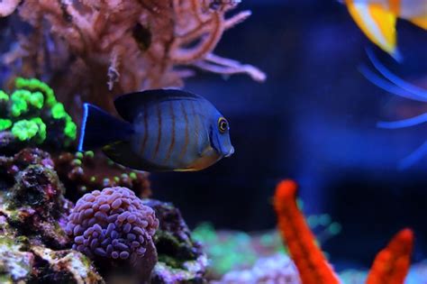 Mimic Eibli Tang Acanthurus Tristis Premium Photo