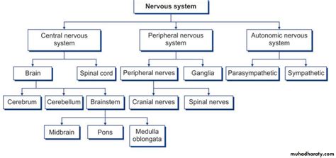 Nervous Tissue Docx D Rasha Muhadharaty