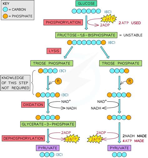 Glycolysis Steps Diagram And Enzymes Involved Best