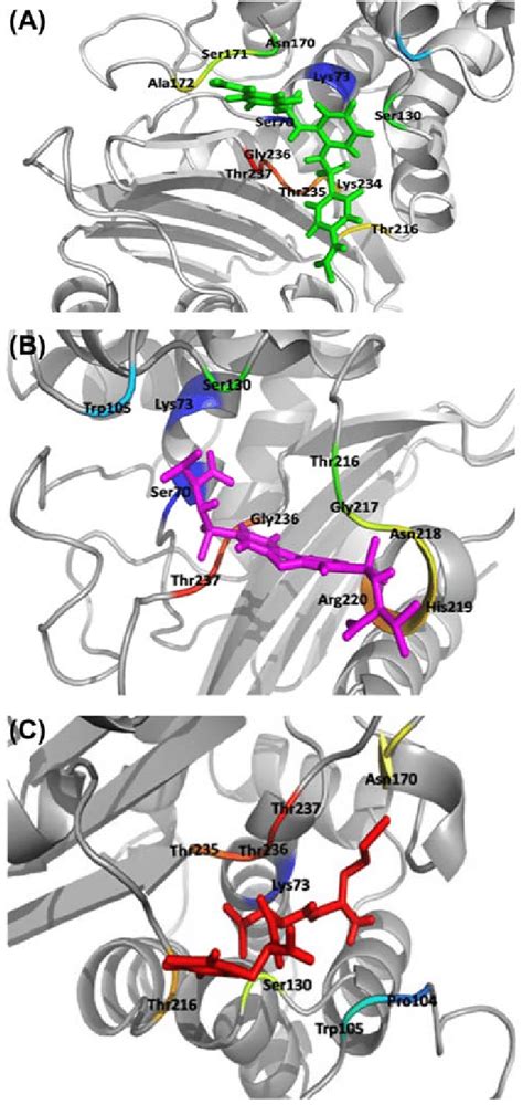Binding Orientation Of Most Active Compounds A The Binding Mode Of Download Scientific