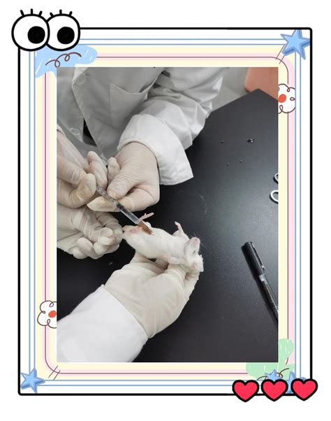 🐭小鼠实验给药全攻略：剂量与方式详解