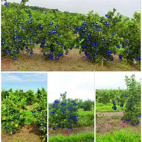 Annotated Oranges Green Oranges Are Denoted By Blue Bounding Boxes
