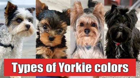 How Many Colors Of Yorkies Are There