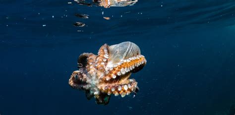 What Eats Octopus Top 12 Octopus Predators