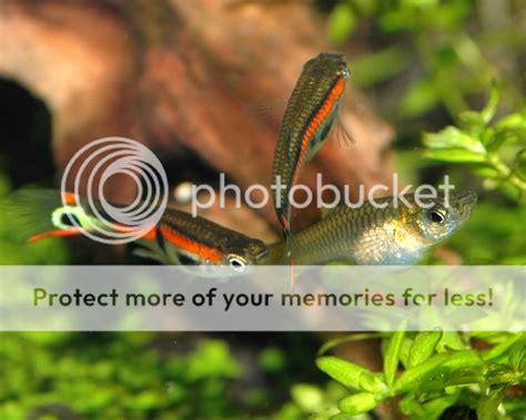 Peacock Endlers Livebearers The Planted Tank Forum