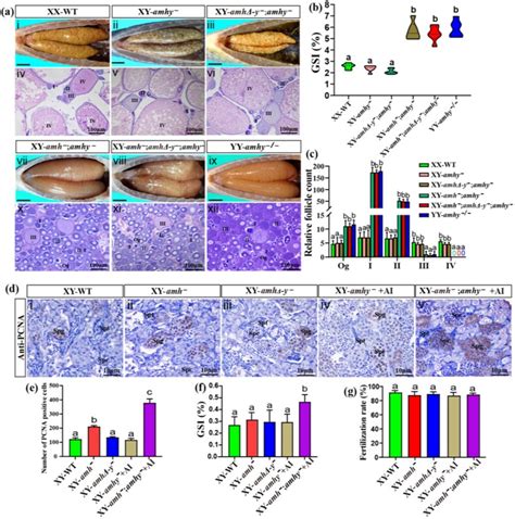 Roles Of Anti Müllerian Hormone And Its Duplicates In Sex Determination
