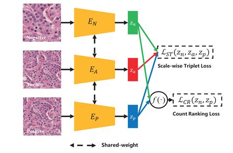 Miccai 2020 用于细胞核分割的实例感知的自监督学习 知乎