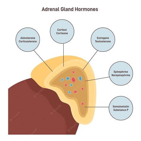 Premium Vector Adrenal Cortex Hormones Human Endocrine System Gland On The Top