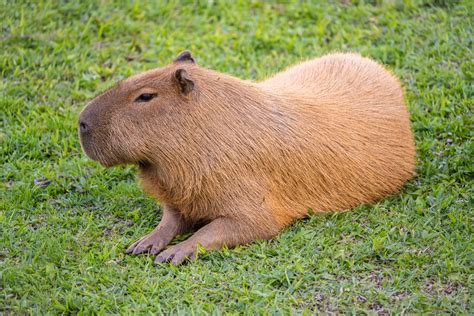 Why Capybaras Are The Most Chill Animals On Earth