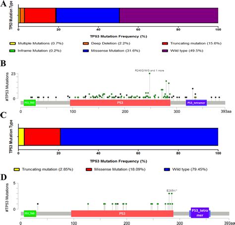 Mutation Frequency And Types Of Tp53 In Bladder Cancer From The Cancer Download Scientific