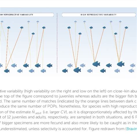 Pdf A Review Of An Emerging Tool To Estimate Population Parameters The Close Kin Mark